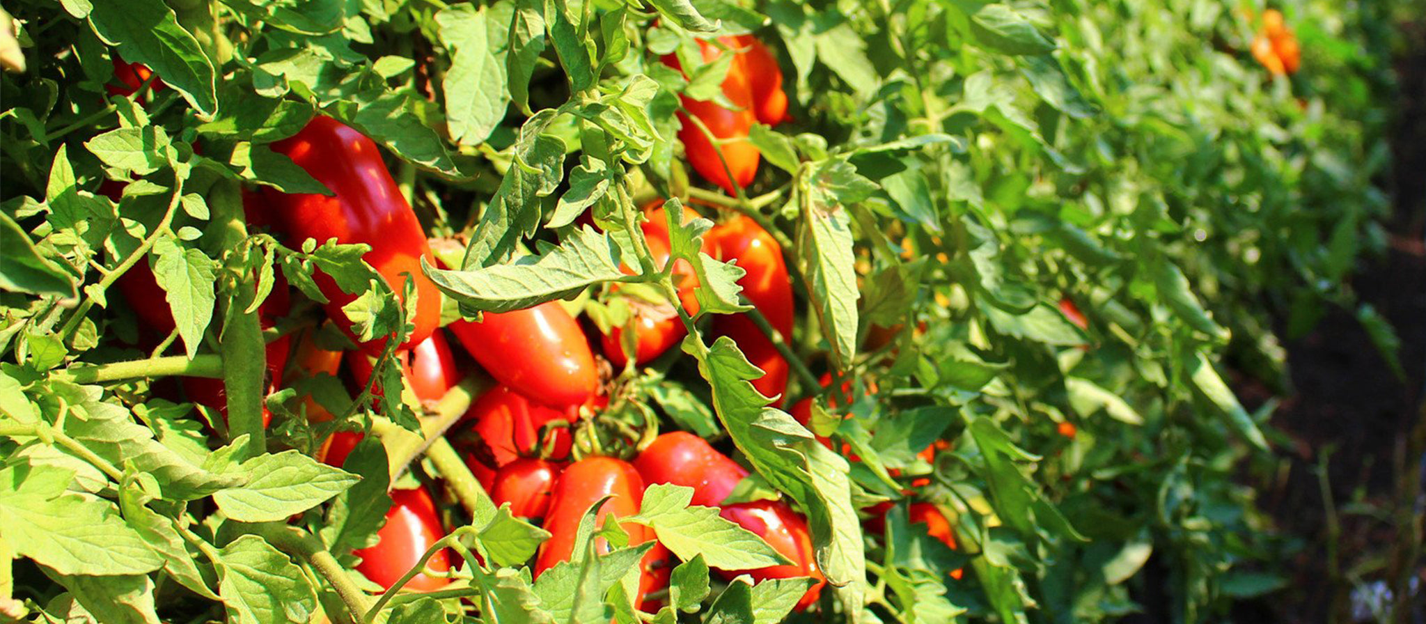 Organico Bello® Organic Pasta Sauces & Italian Products